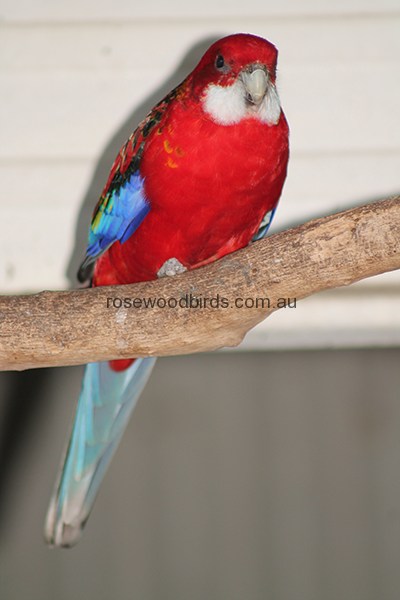 red-eastern-rosella - Rosewood Bird Gardens & Breeding FarmRosewood ...