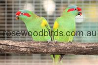 Native Musk - Rosewood Bird Gardens & Breeding FarmRosewood Bird ...