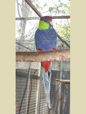 Redcap-male-IMG_3207 - Rosewood Bird Gardens & Breeding FarmRosewood ...